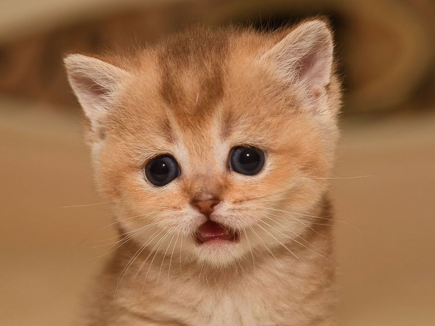 Золотая Шоколадная Малышка Скоттиш Страйт