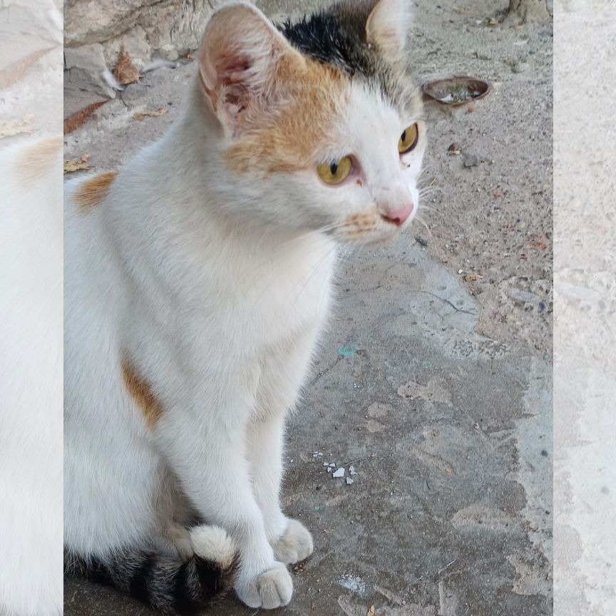 Котёнок подросток в добрые ручки