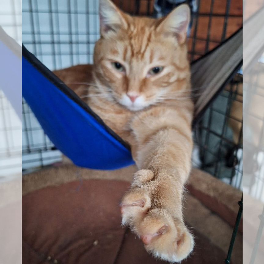 Взрослый кот в добрые руки