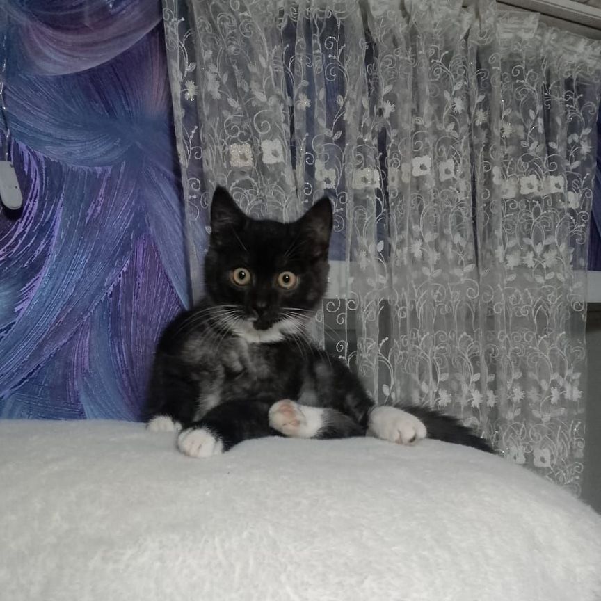 Котик безпородистый