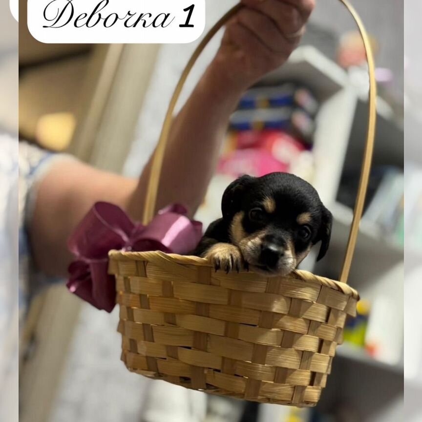 Такса, щенок