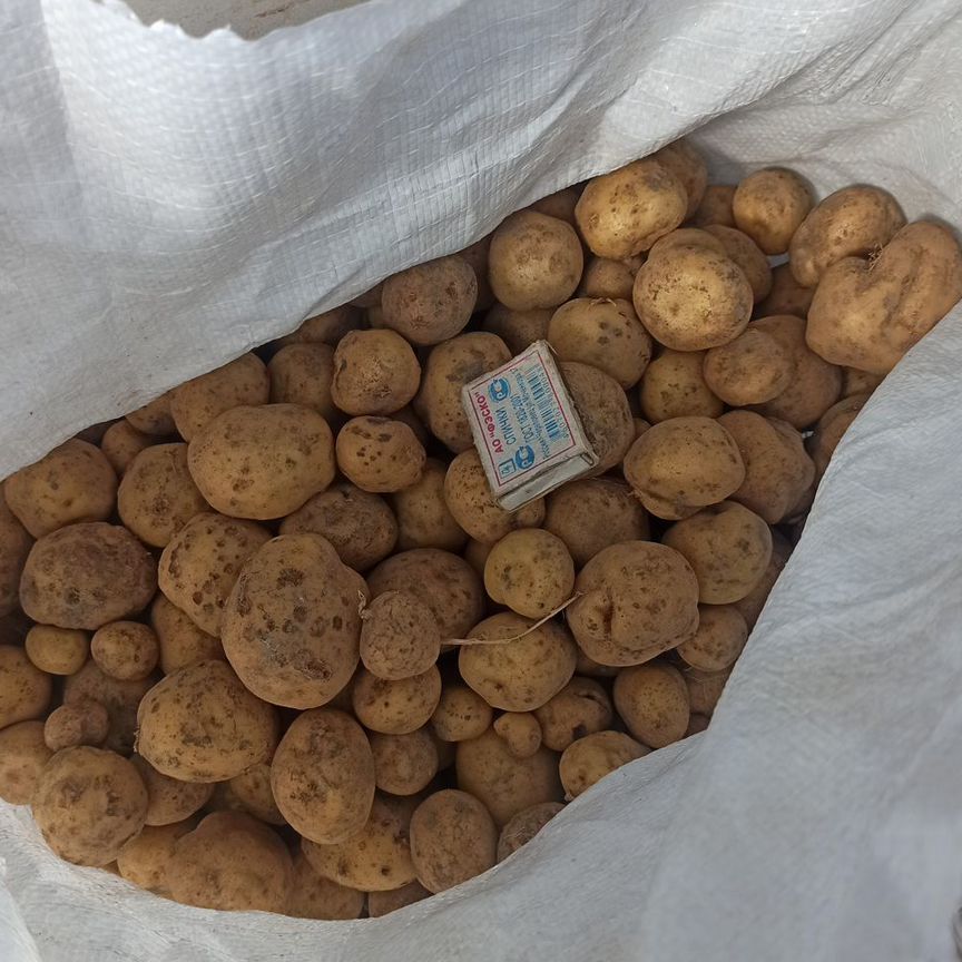 Продам мелкий картофель