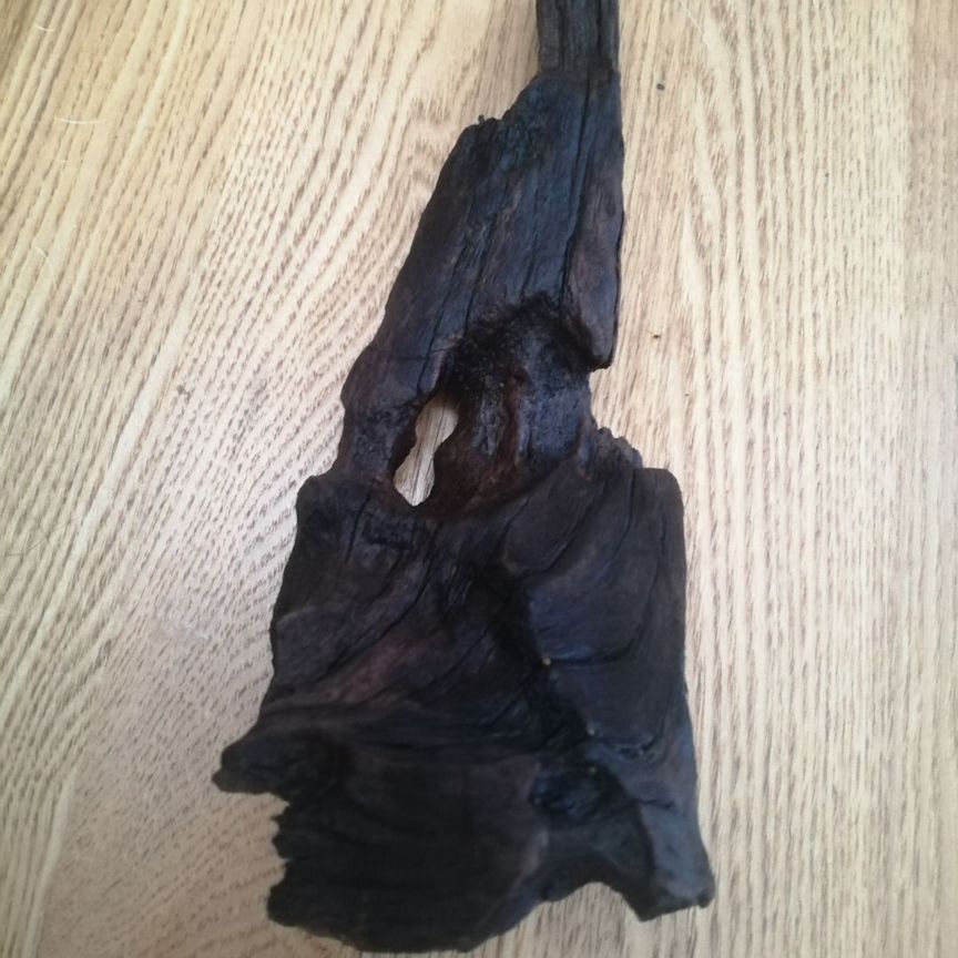 Коряга мангровая