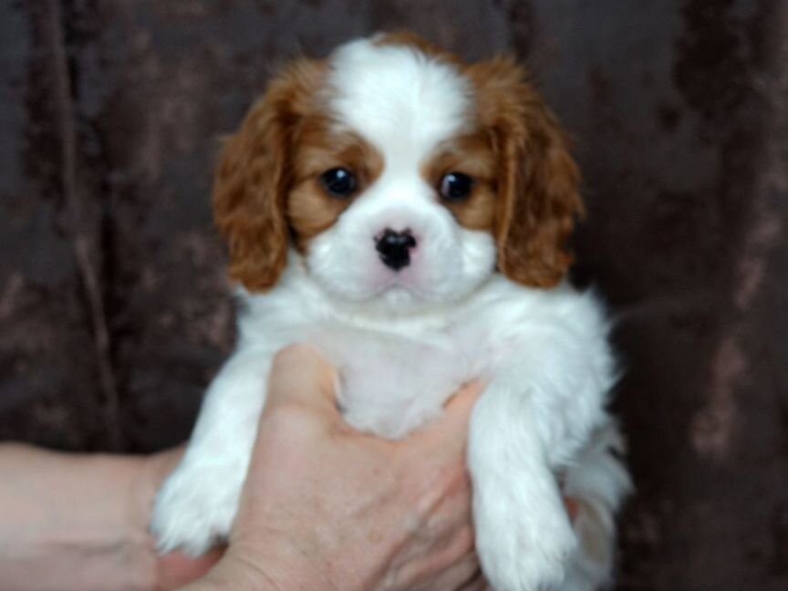 Щенки Кавалер Кинг Чарльз спаниель