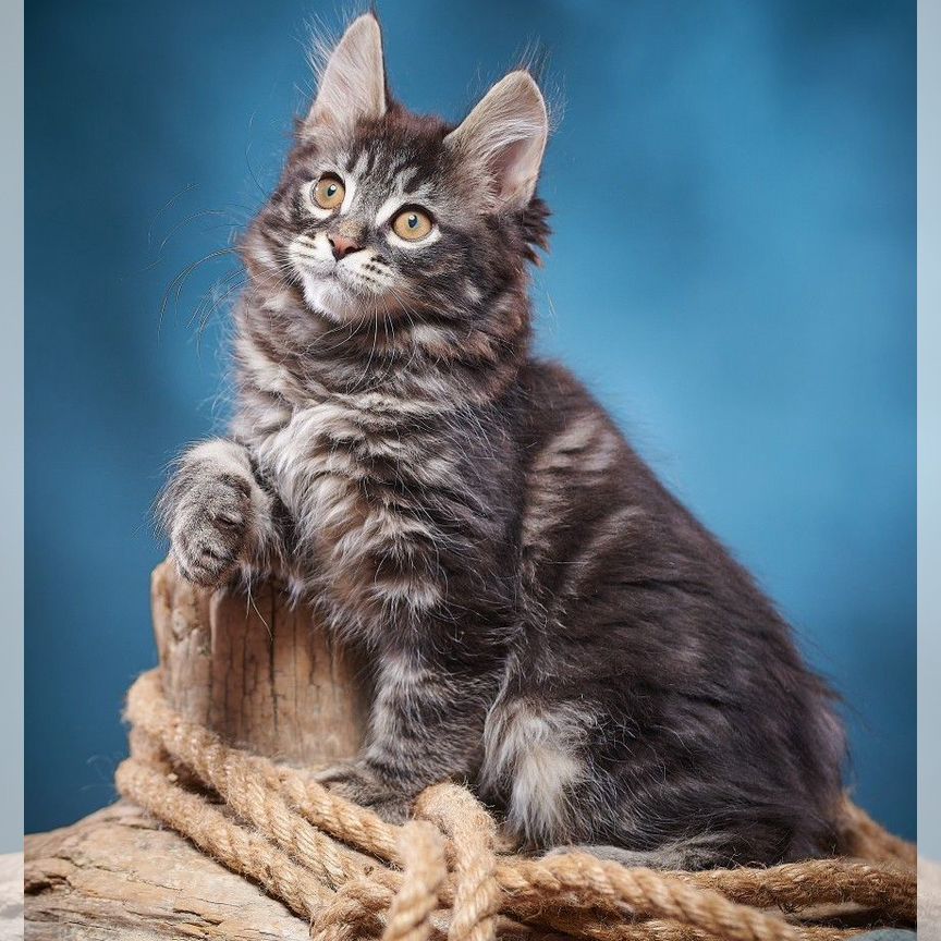 Мальчик курильского бобтейла