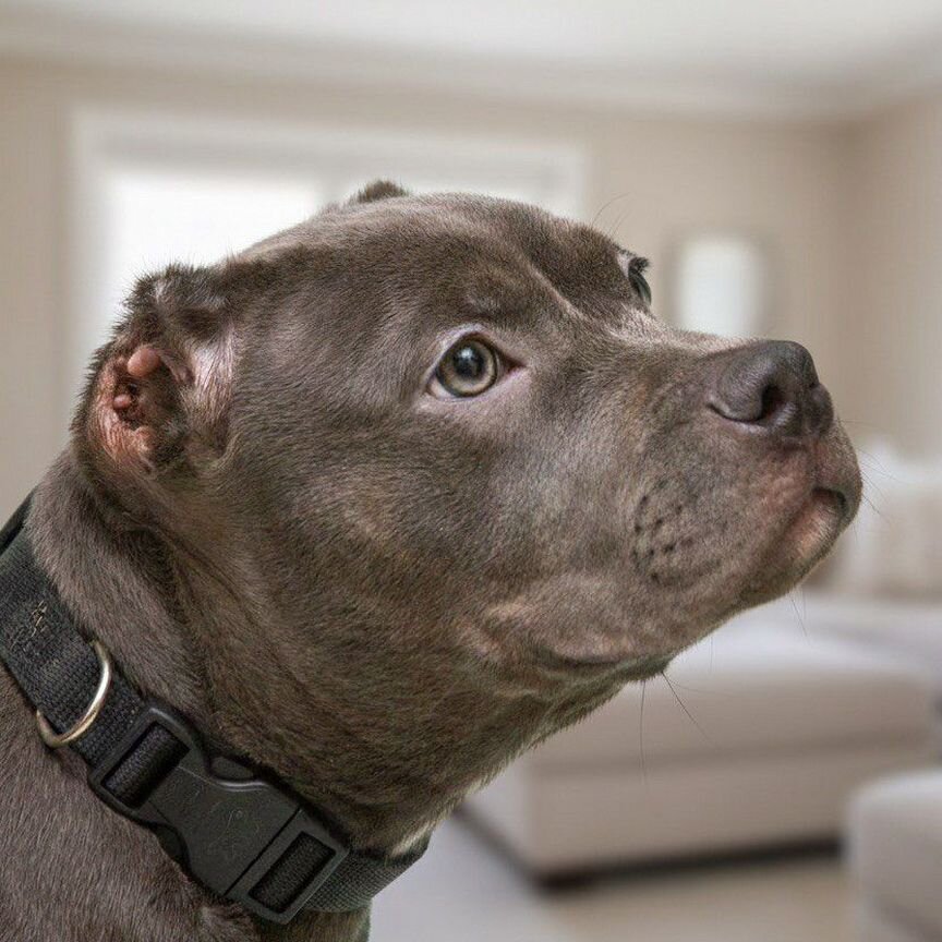 Американский булли, щенок