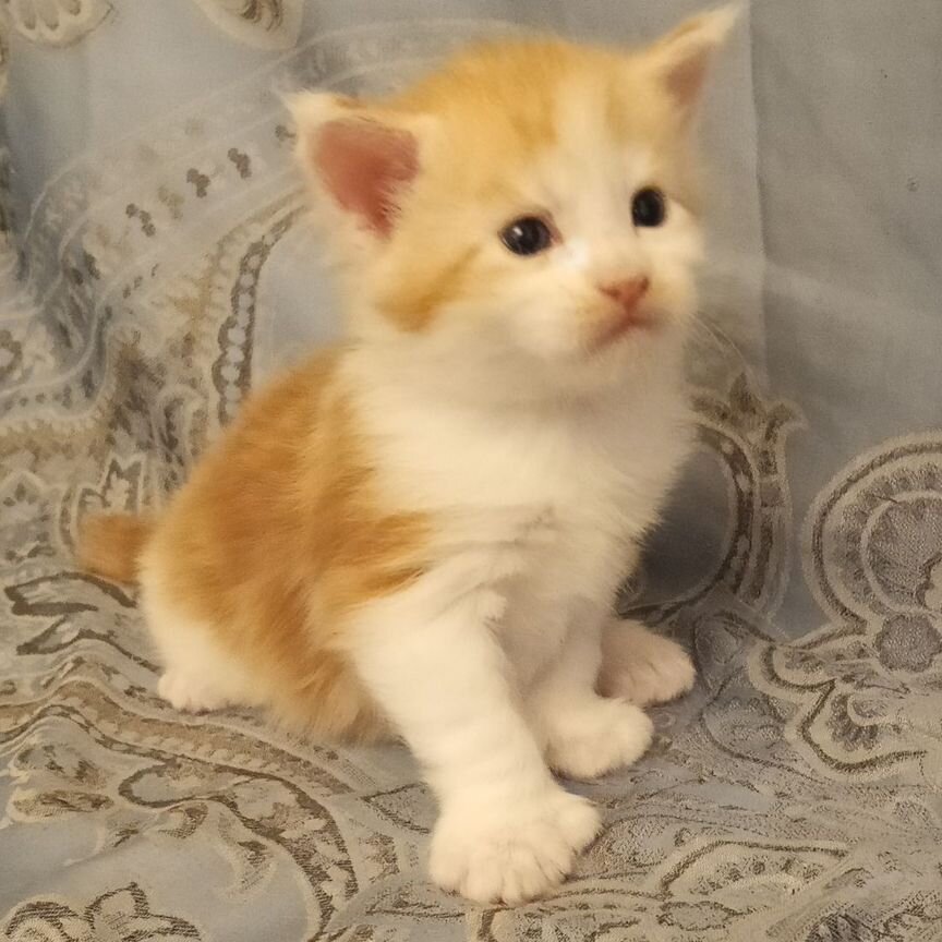 Мейн-кун котёнок