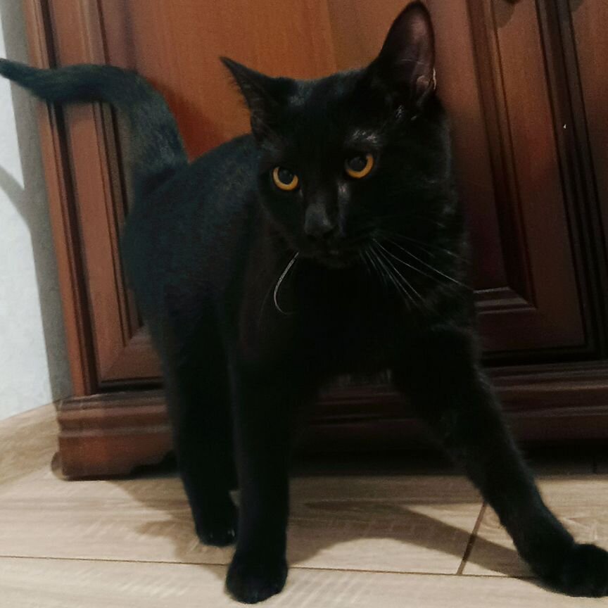 Кот в добрые руки