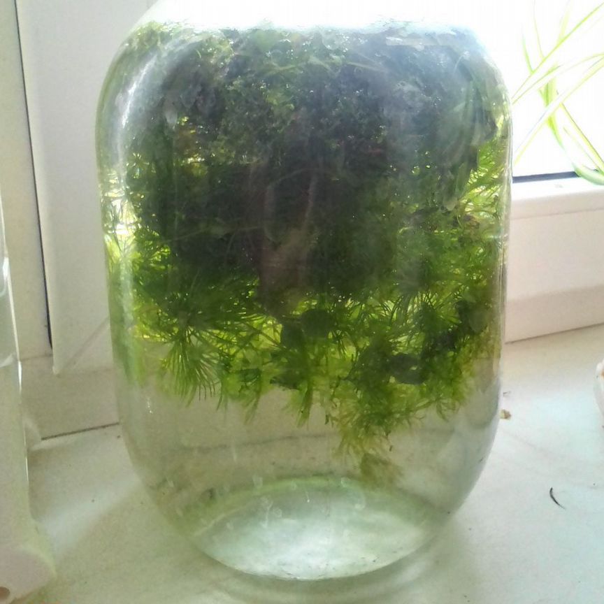 Водоросли для аквариума