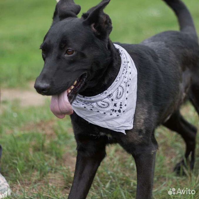 Красавец Лео