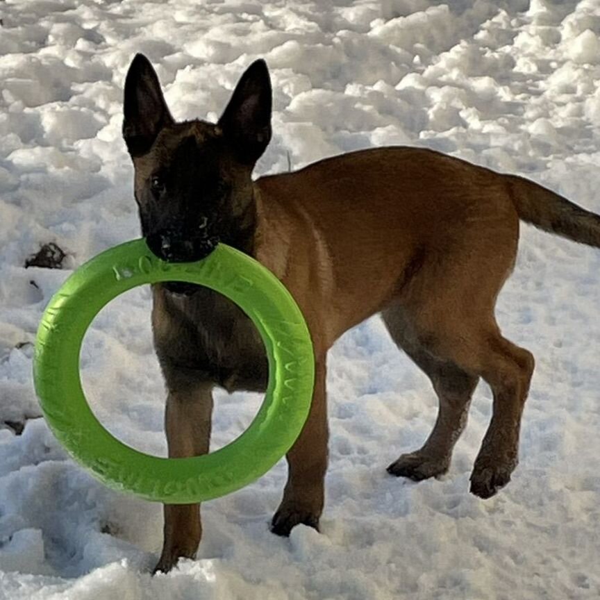 Бельгийская овчарка, щенок