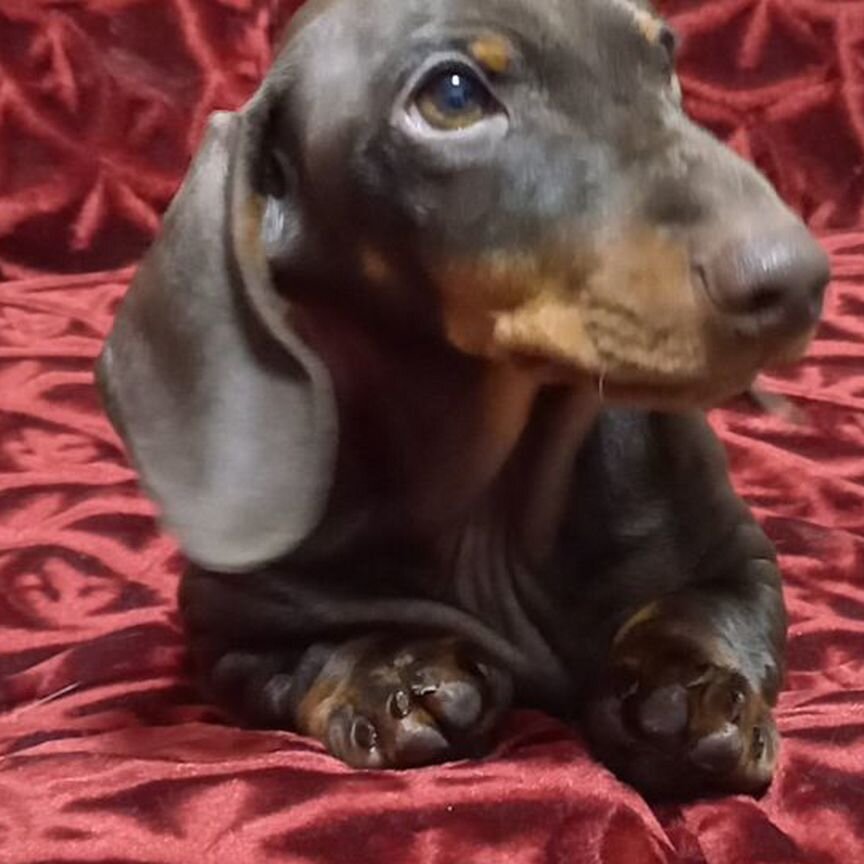 Такса, щенок