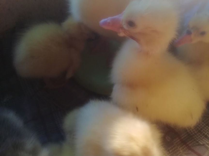 Продам гусят