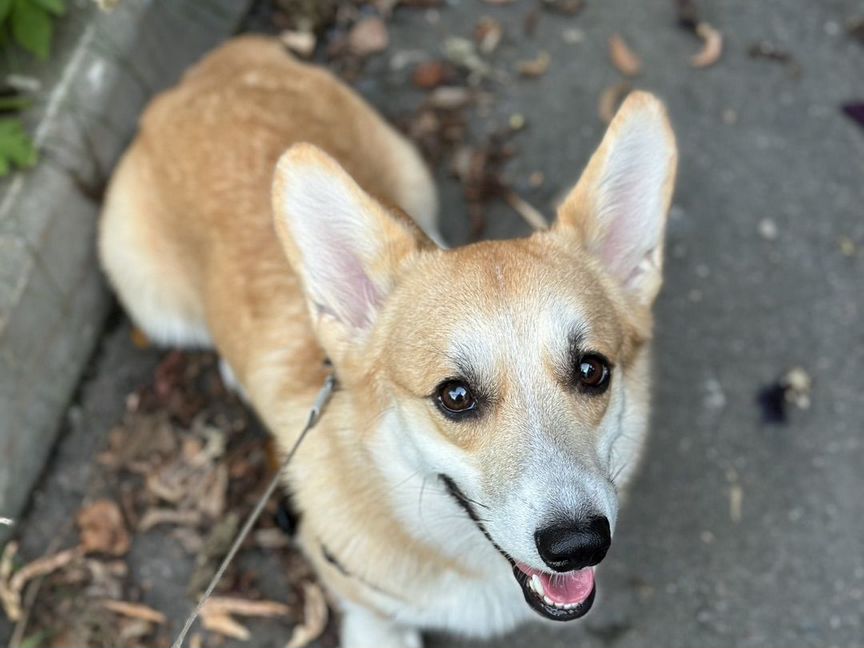 Вельш-корги пемброк