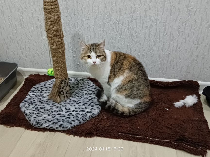 Кошка в добрые руки ищем дом