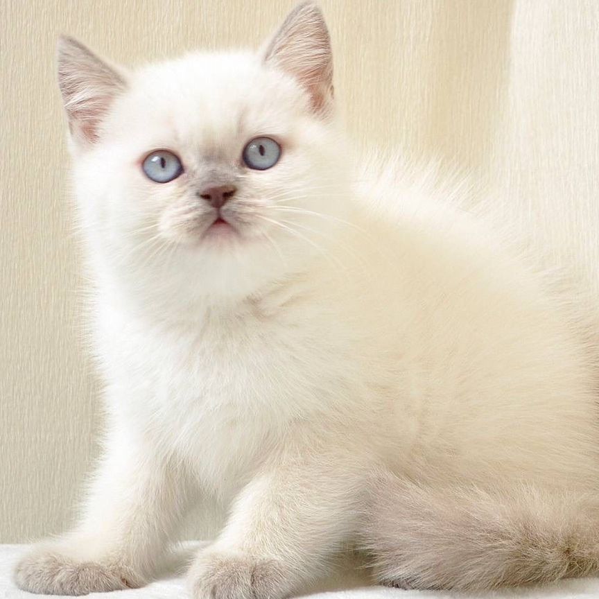 Британский короткошёрстный котёнок