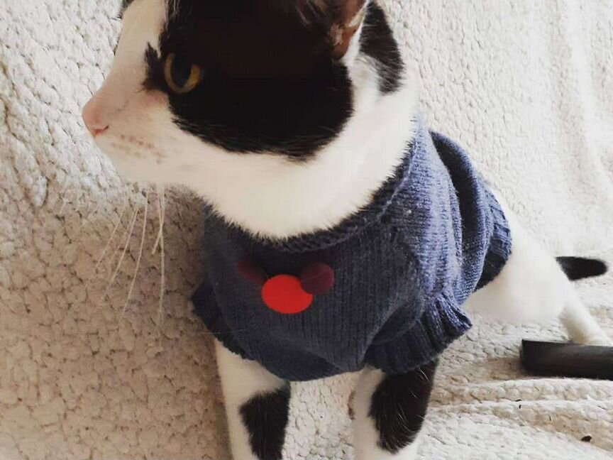 Вязаный свитер для кота