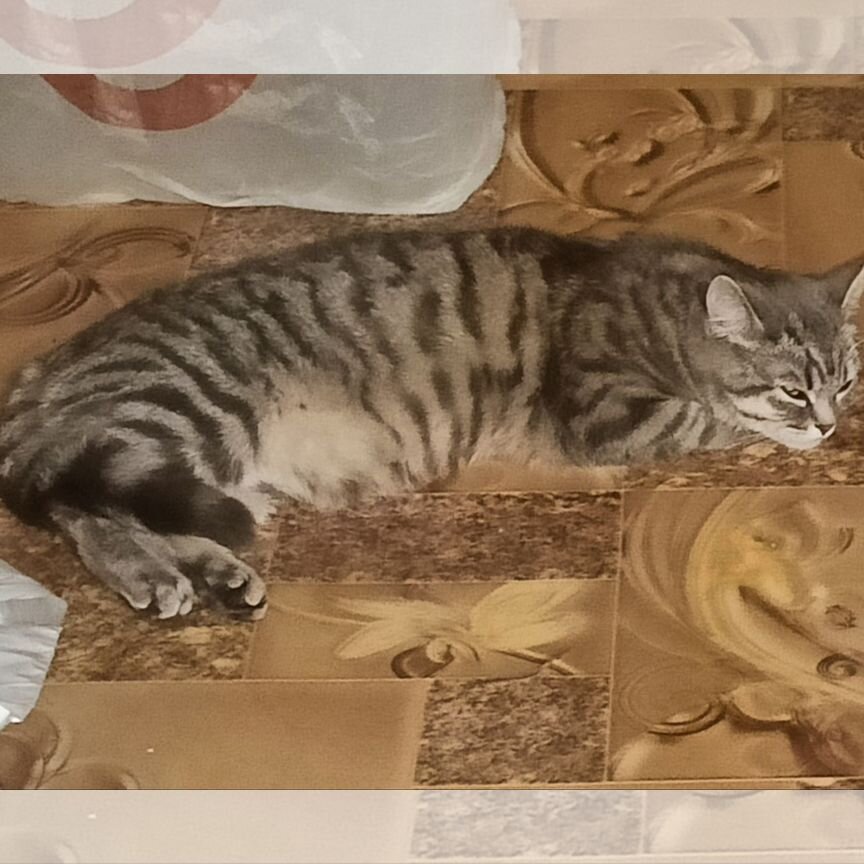 Кошка помесь с британской и персидской