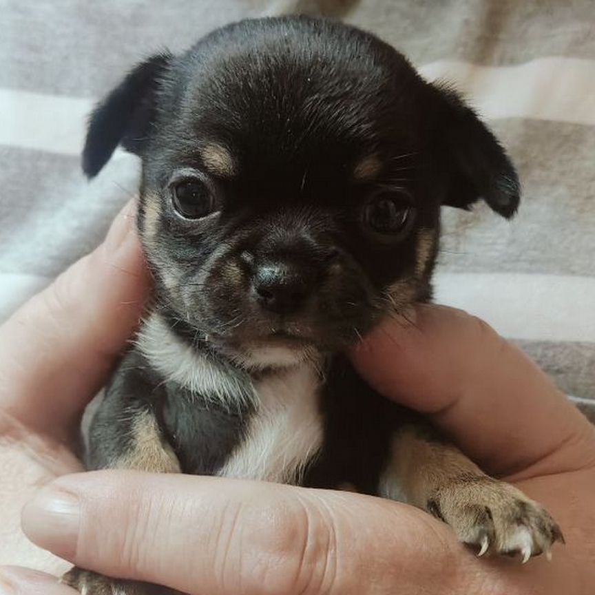 Чихуахуа, щенок