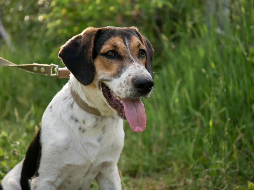 Бакс, бигль + эстонская гончая, щенок