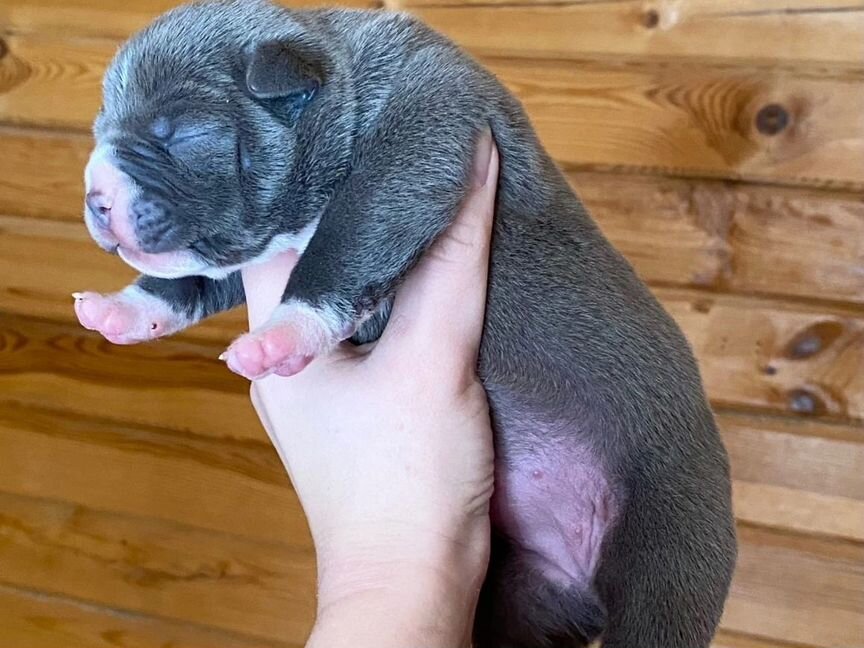 Американский Булли Покет