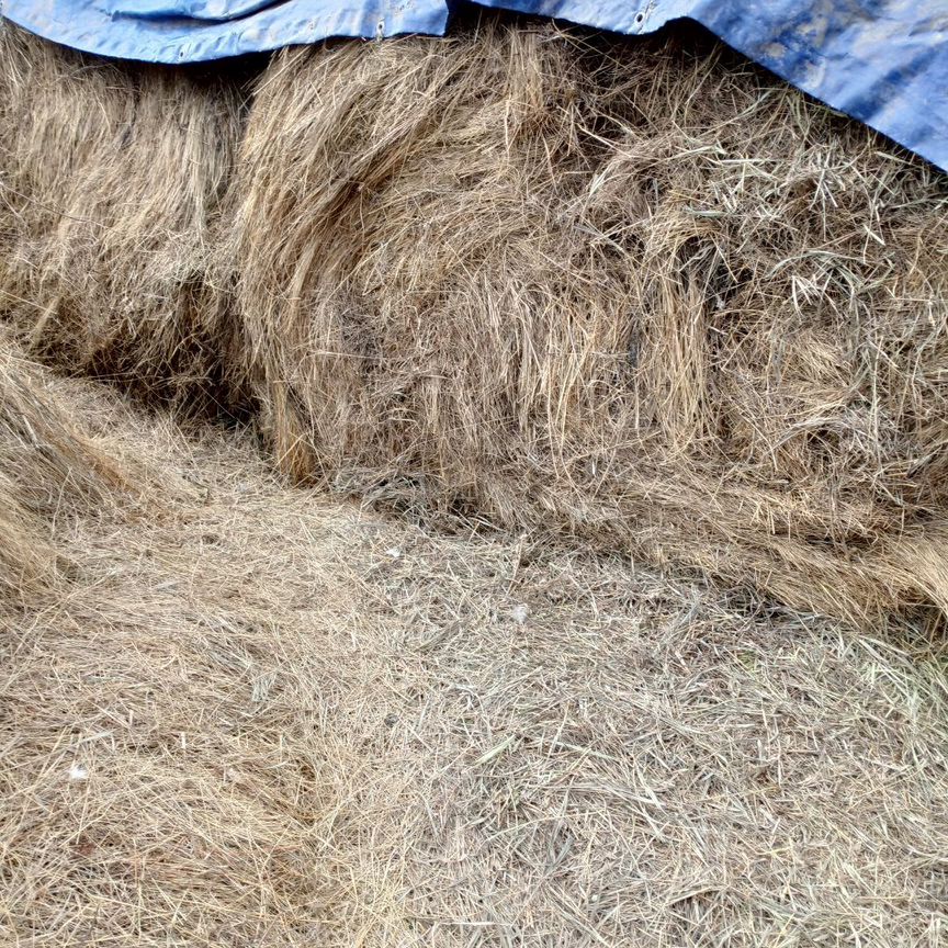 Сено в рулонах