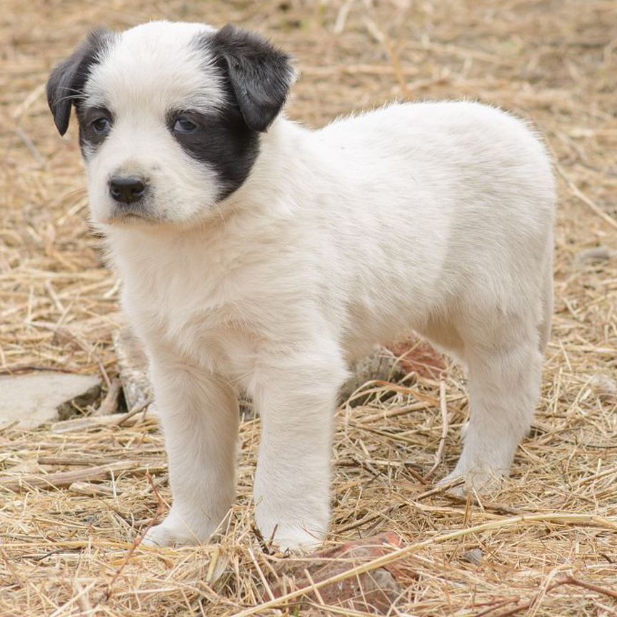 Щенок в добрые руки