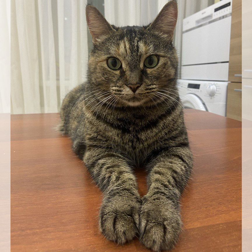 Взрослая кошка в добрые руки