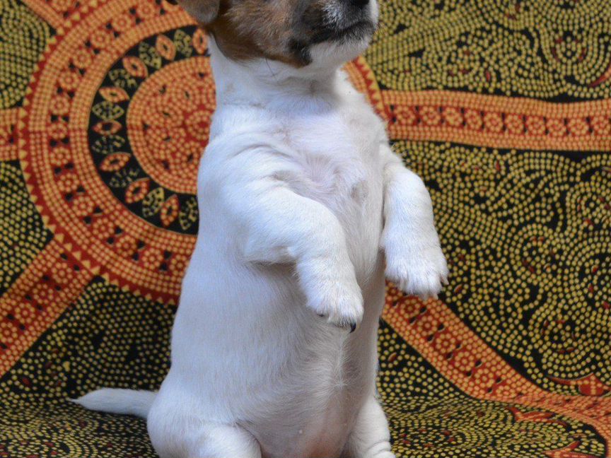 Джек Рассел терьер две девочки брокен