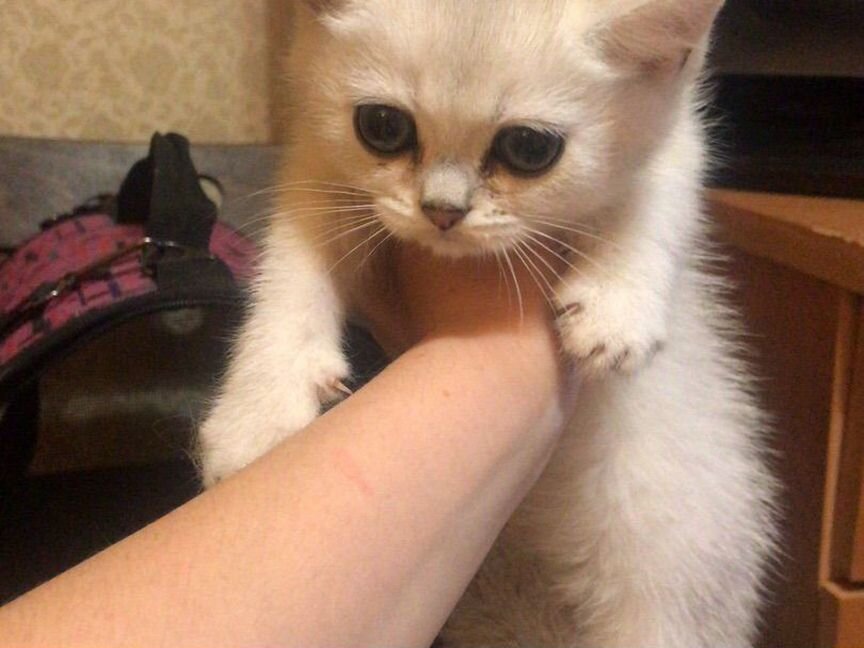 Котенок серебристой шиншиллы