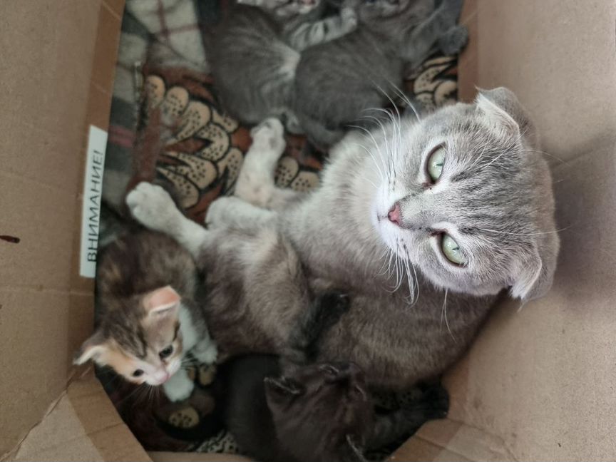 Котята в добрые руки