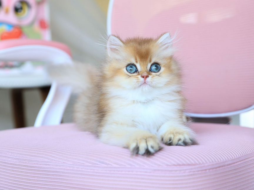 Длинношерстный британский котенок