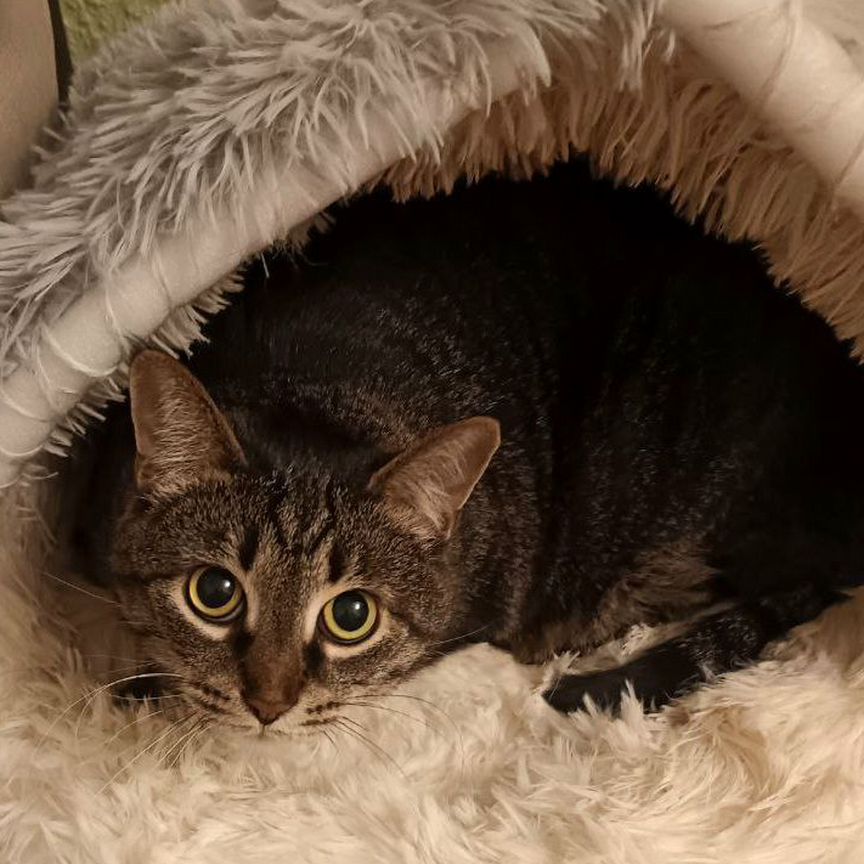 Взрослая, кошка в добрые руки