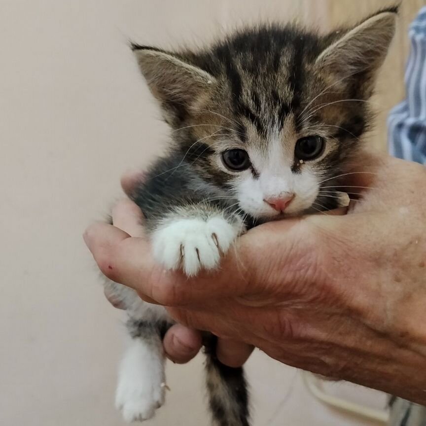 Котёнок в добрые руки