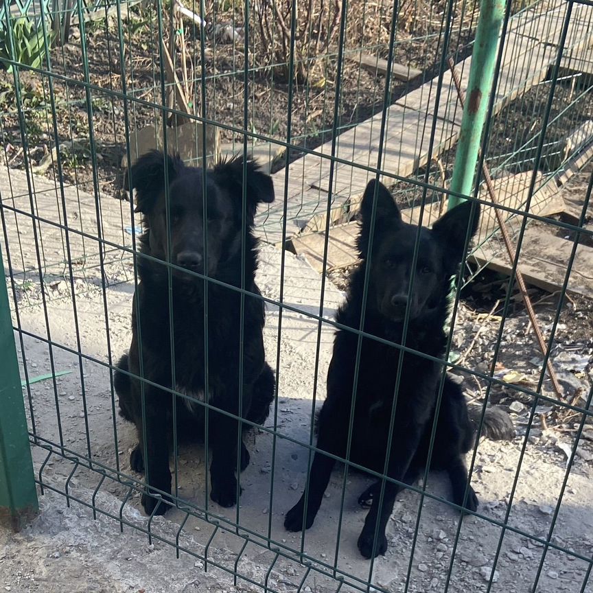 Собаки бесплатно в добрые руки