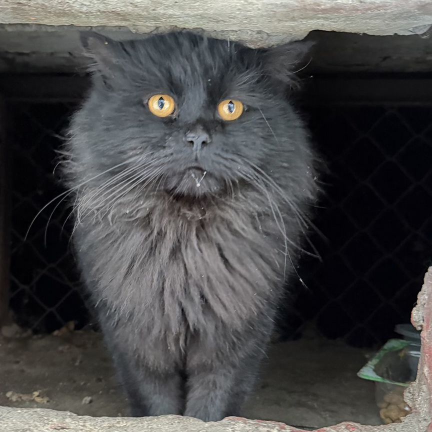 Британский длинношёрстный, взрослый кот