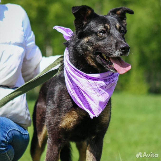 Собаке тяжело в приюте