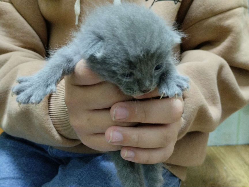 Хорошие котята 1-2 месяца отдаём в хорошие руки