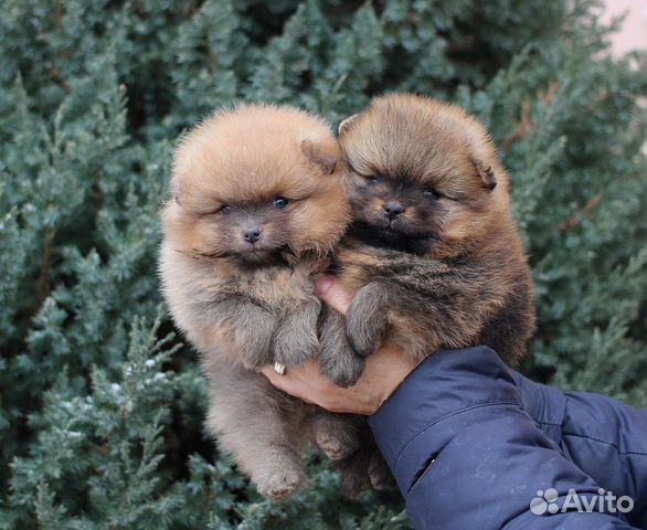 Шикарные помераньчики
