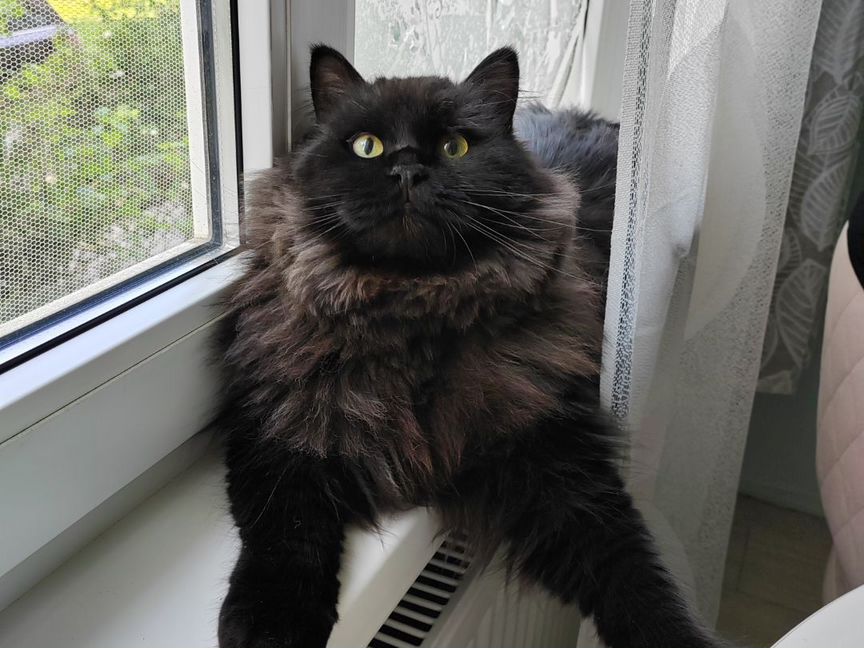 Кот