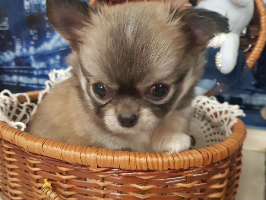 Щенки чихуахуа мини