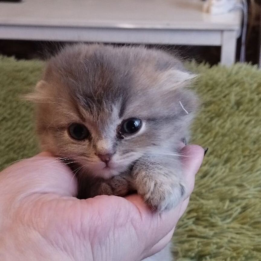 Шотландская вислоухая