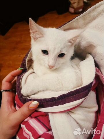 Котенок кошечка Анжелика