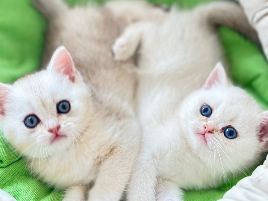 Шотландские котята