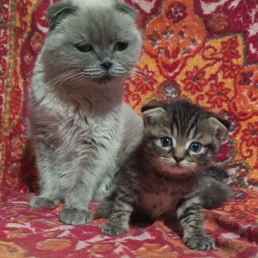 Котята вислоухие метисы