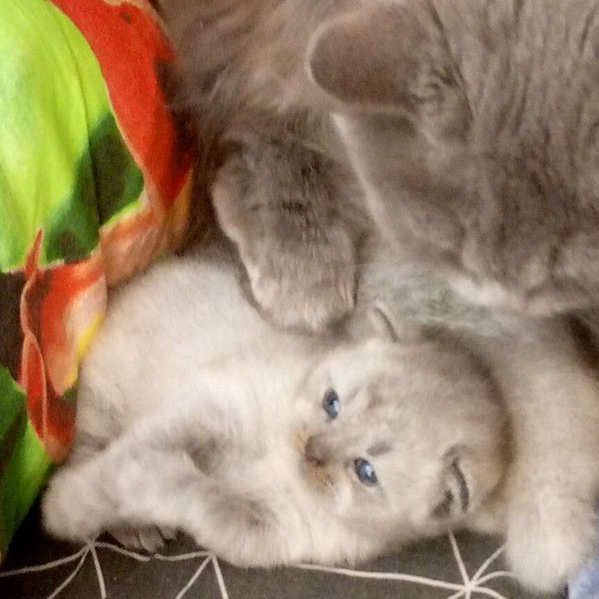 Бринские котята чистокровные