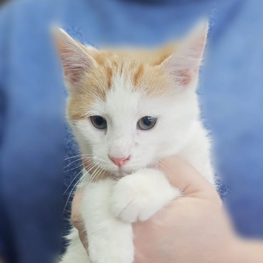 Котята в добрые руки бесплатно