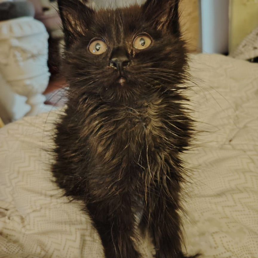 Котёнок в добрые руки