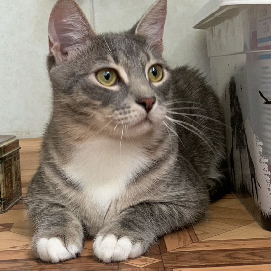 Котенок бесплатно в добрые руки