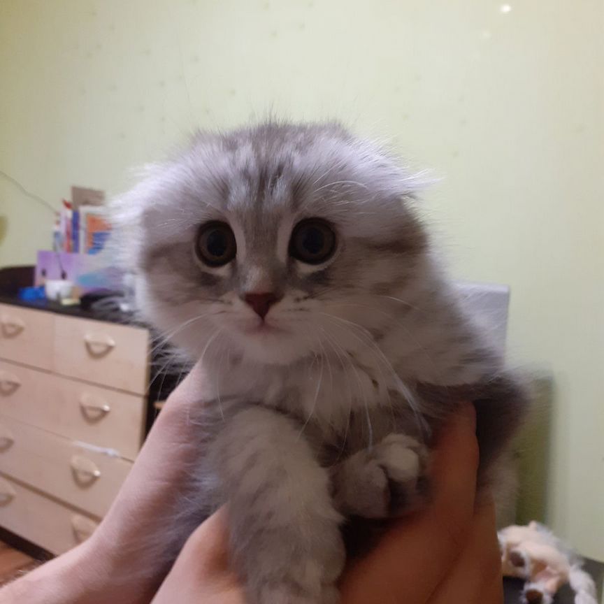 Шотландская